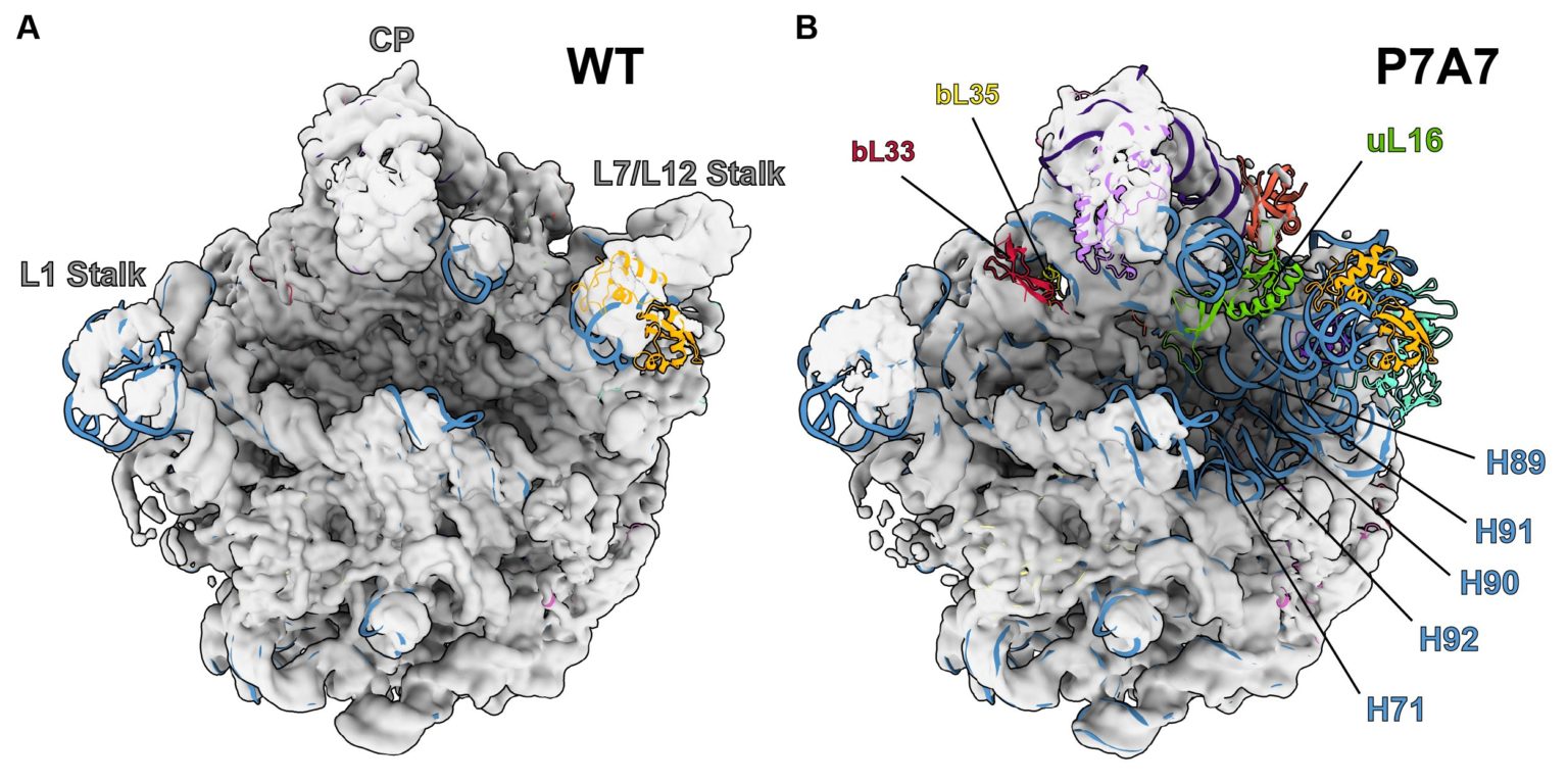 Research | Center for Genetically Encoded Materials