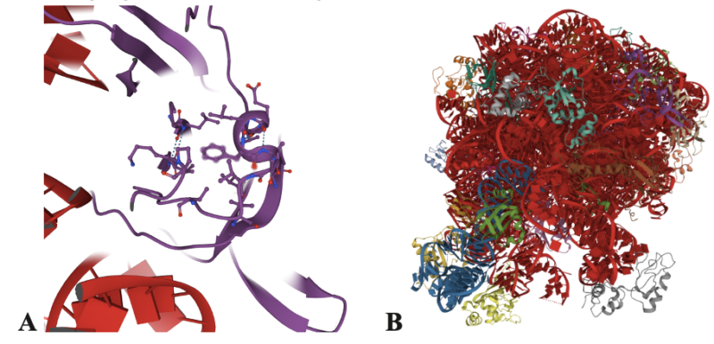 Ribosomes: A vision of the future utilizing antibiotic-ribosome ...