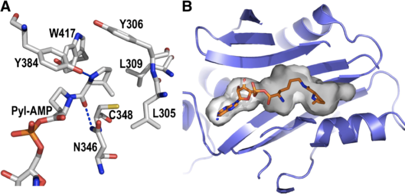PylRS innovation and its contribution to the future of research and ...