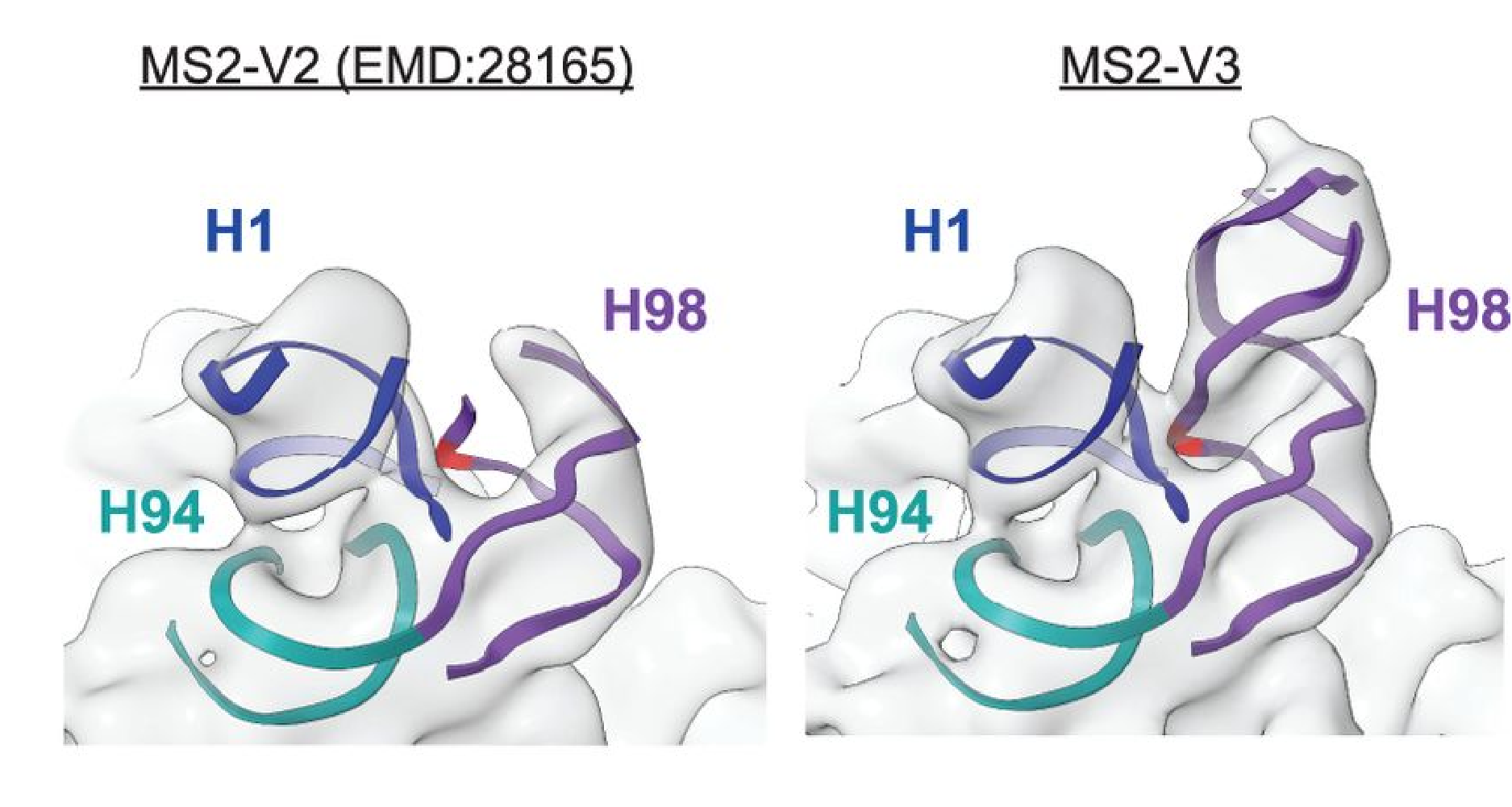 New paper: Interactions between terminal RNA helices affect the ...