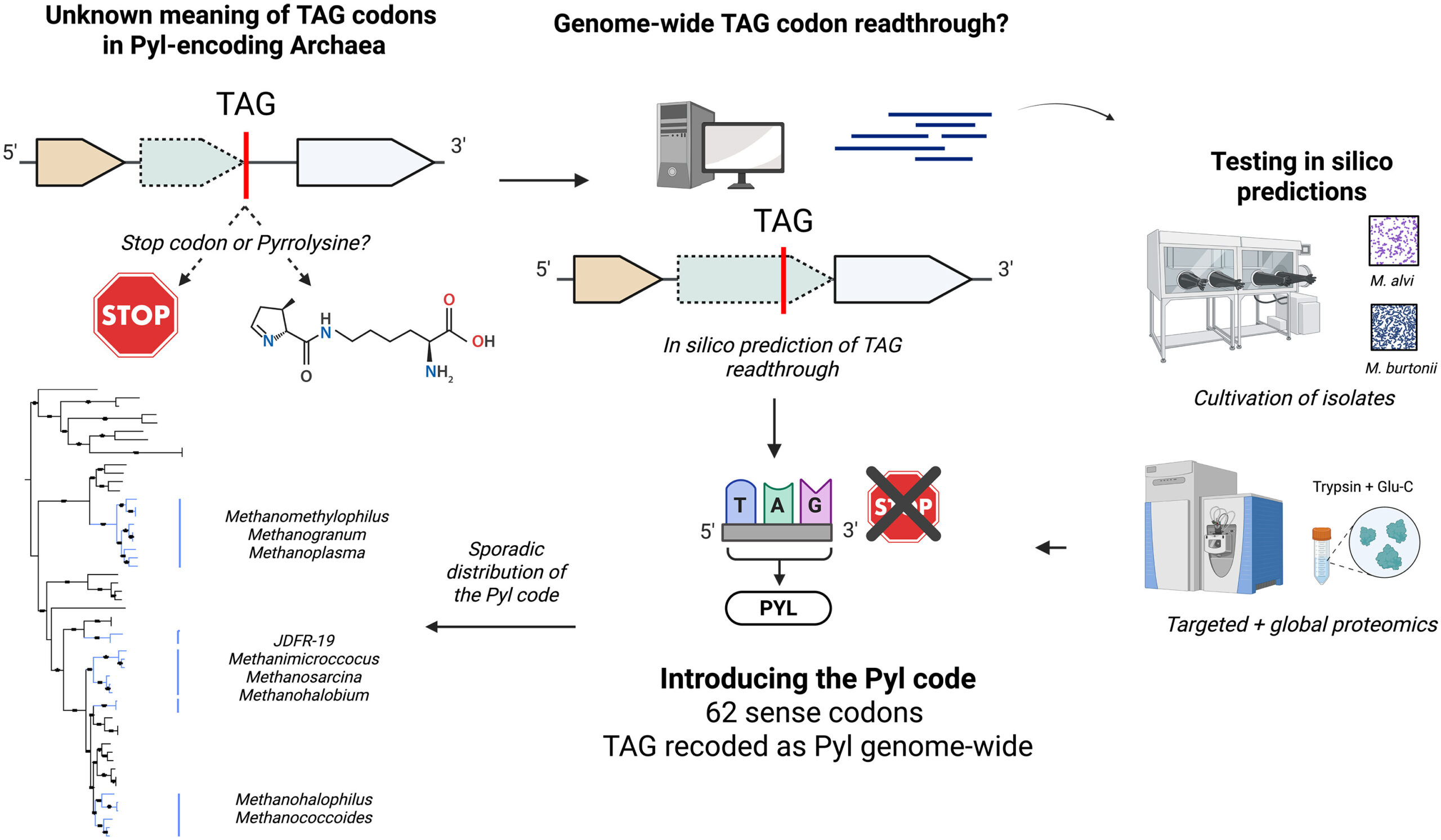An archaeal genetic code with all TAG codons as pyrrolysine. (Science ...
